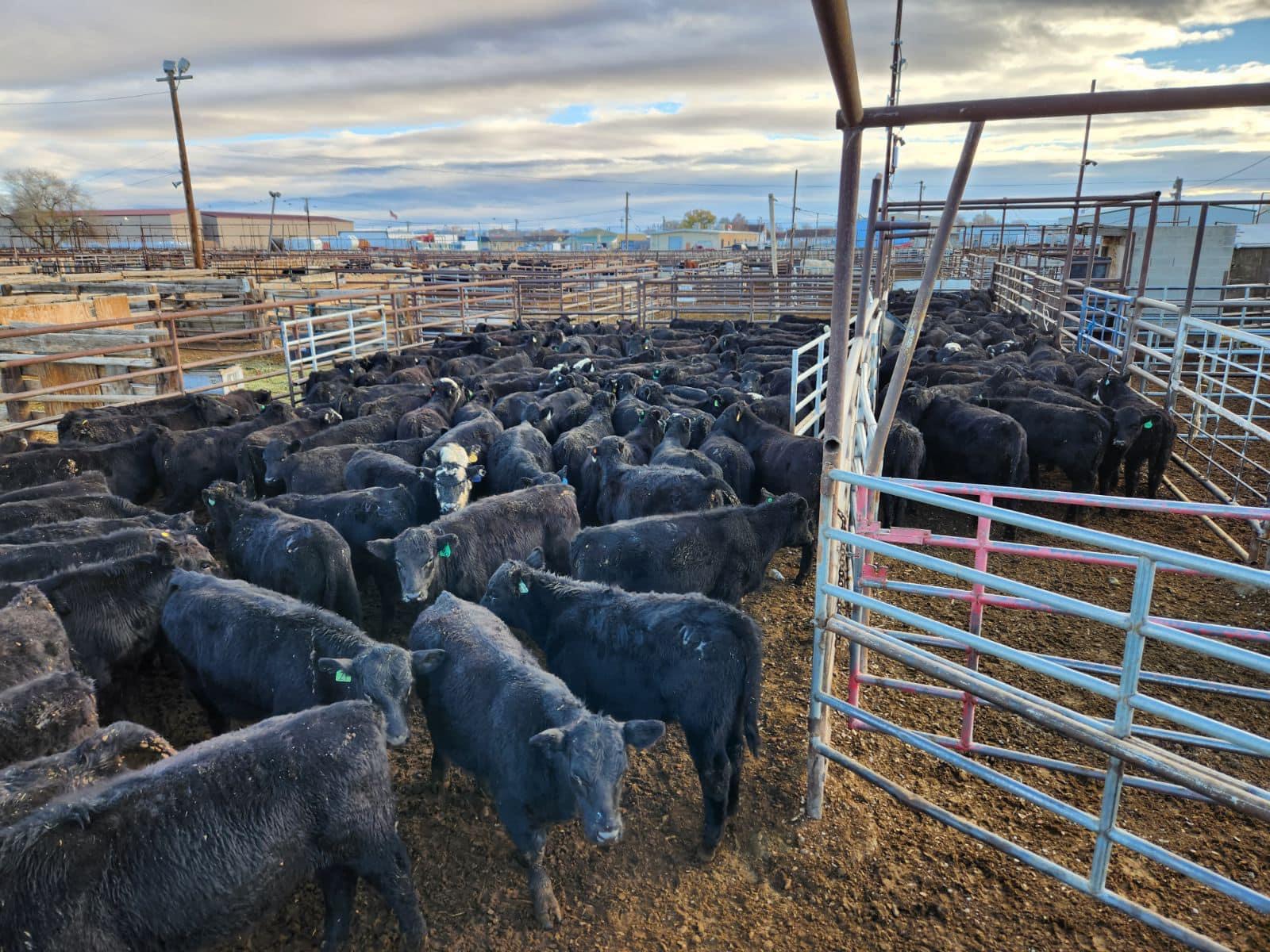 Nevada Livestock Marketing, LLC